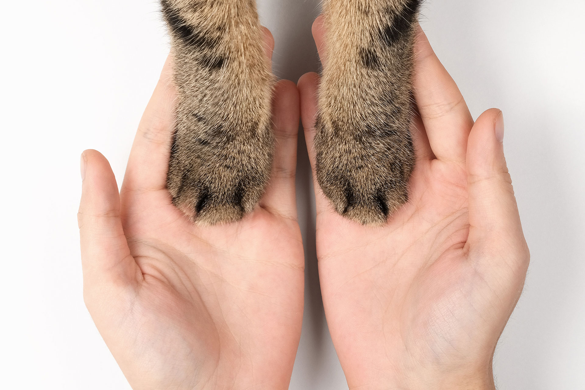 Strategic Goals - Veterinary Management Solutions