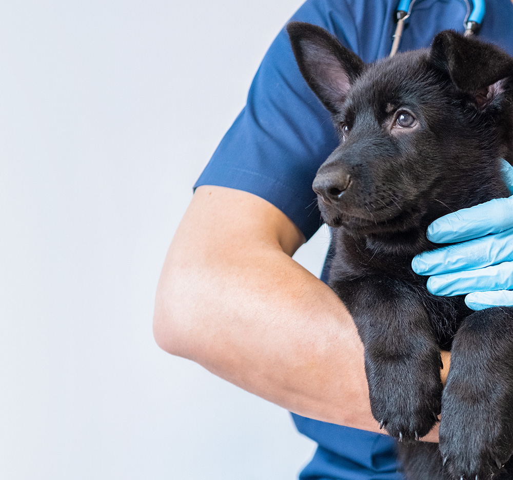 Finance - Veterinary Management Solutions