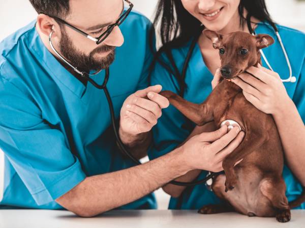 Strategic Goals - Veterinary Management Solutions